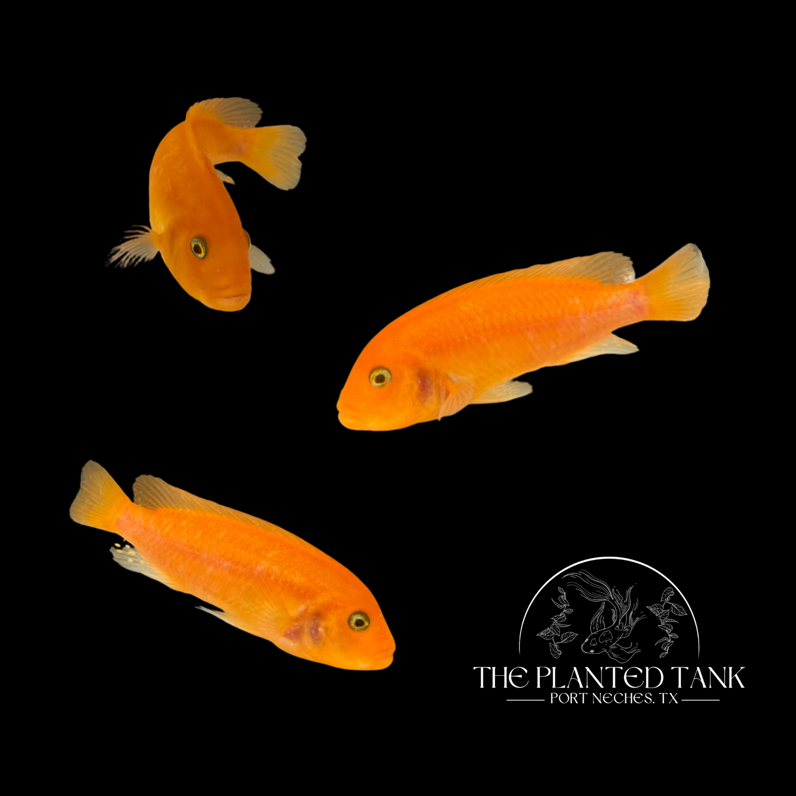 Red Zebra Mbuna – The Planted Tank