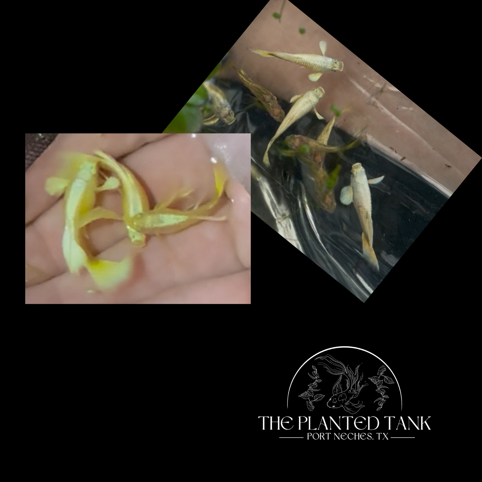 24k Gold Ribbon Fin Guppy – The Planted Tank