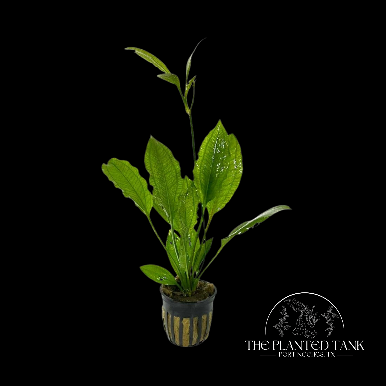 Medium Potted Amazon Sword – The Planted Tank