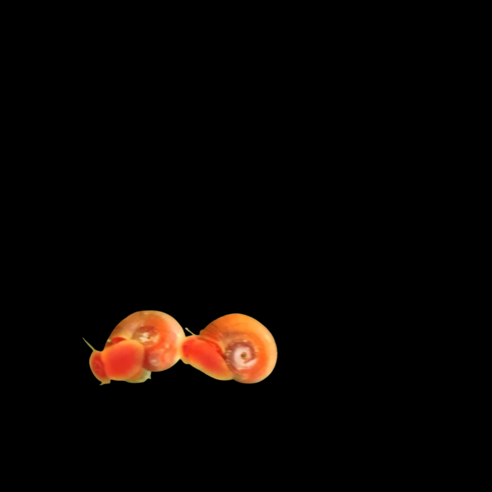 Red Ramshorn Snails – The Planted Tank